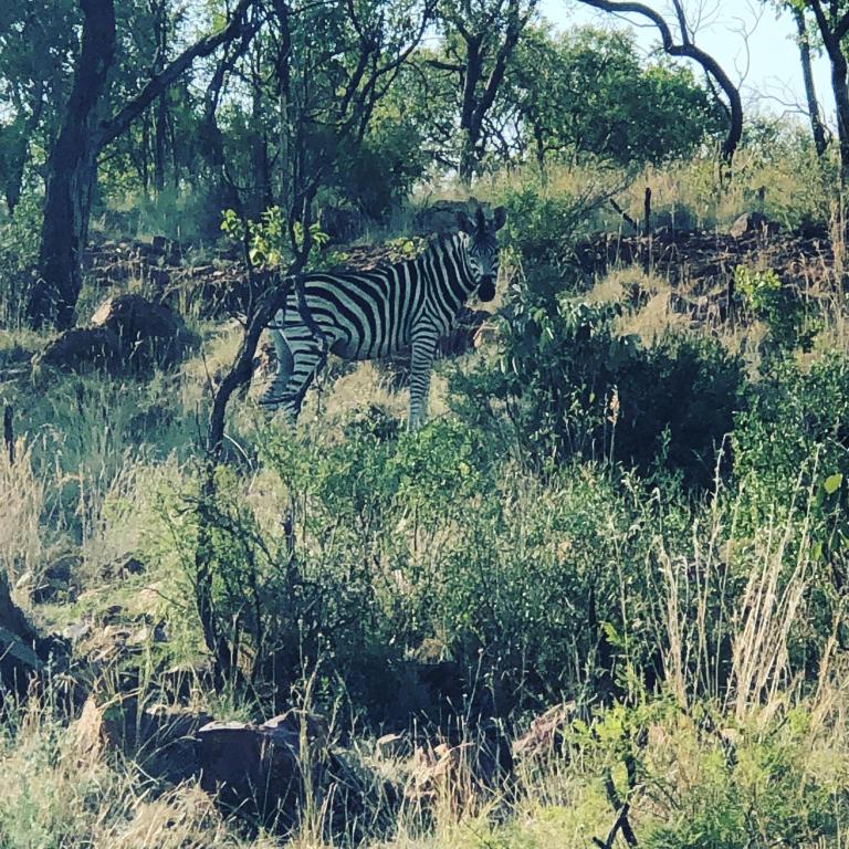Zenzele River Lodge, Rust de Winter, South Africa - Booking.com
